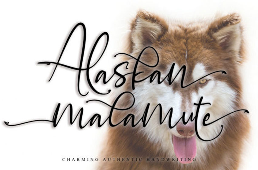 Alaskan Malamute Font - Creative Fonts